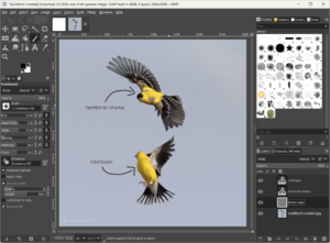 3 Easy Ways to Draw Arrows in GIMP (Step-by-Step)