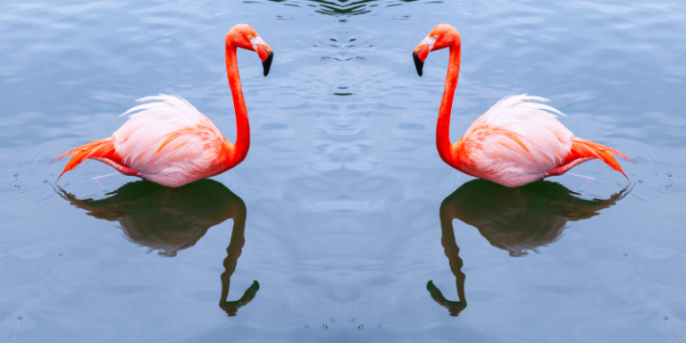 How to Mirror an Image in GIMP (Detailed Tips & Guide)