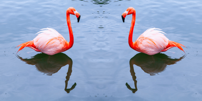 How To Mirror An Image In GIMP Detailed Tips Guide 