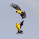 2 Quick Ways to Turn a Photo into a Cartoon in GIMP