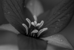 How to Colorize a Black and White Photo in GIMP (Quick Guides)