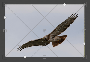 How to Free Transform in GIMP (Keyboard Shortcuts)