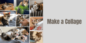 3 Ways to Make a Collage in GIMP (Step-by-Step)