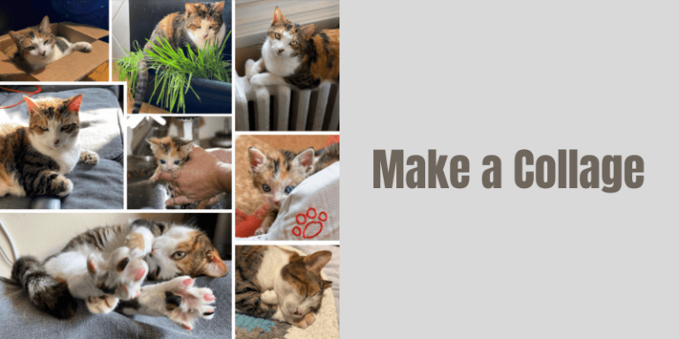 3 Ways to Make a Collage in GIMP (Step-by-Step)