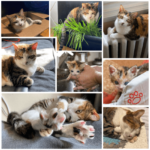 3 Ways to Make a Collage in GIMP (Step-by-Step)