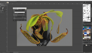 4 Steps to Remove Background & Make It Transparent in GIMP