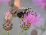 How to Stretch an Image in GIMP (Quick Tips & Guides)